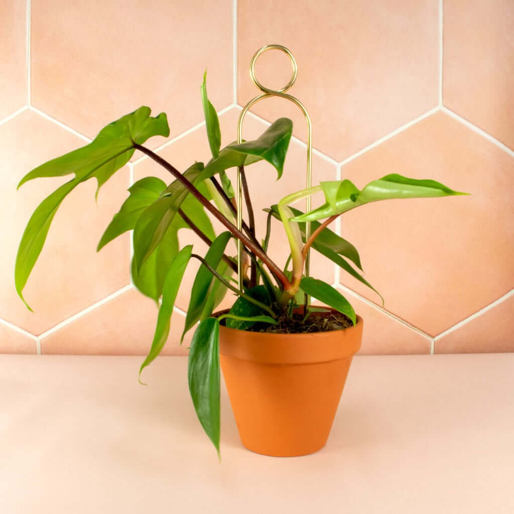 Botanopia 4er Set Mini Rankhilfe | gold