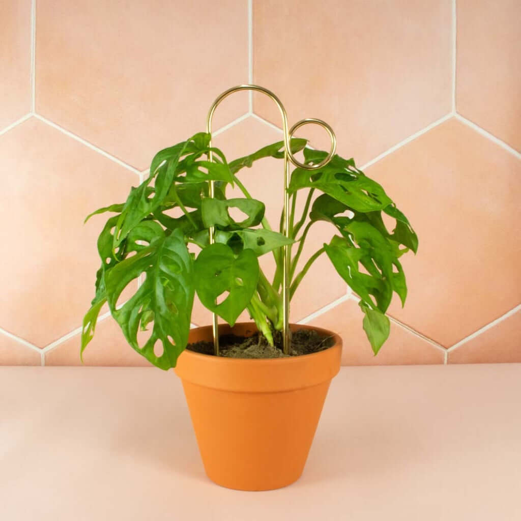 Botanopia Mini Rankhilfe "Bump" für kleine Pflanzen | gold